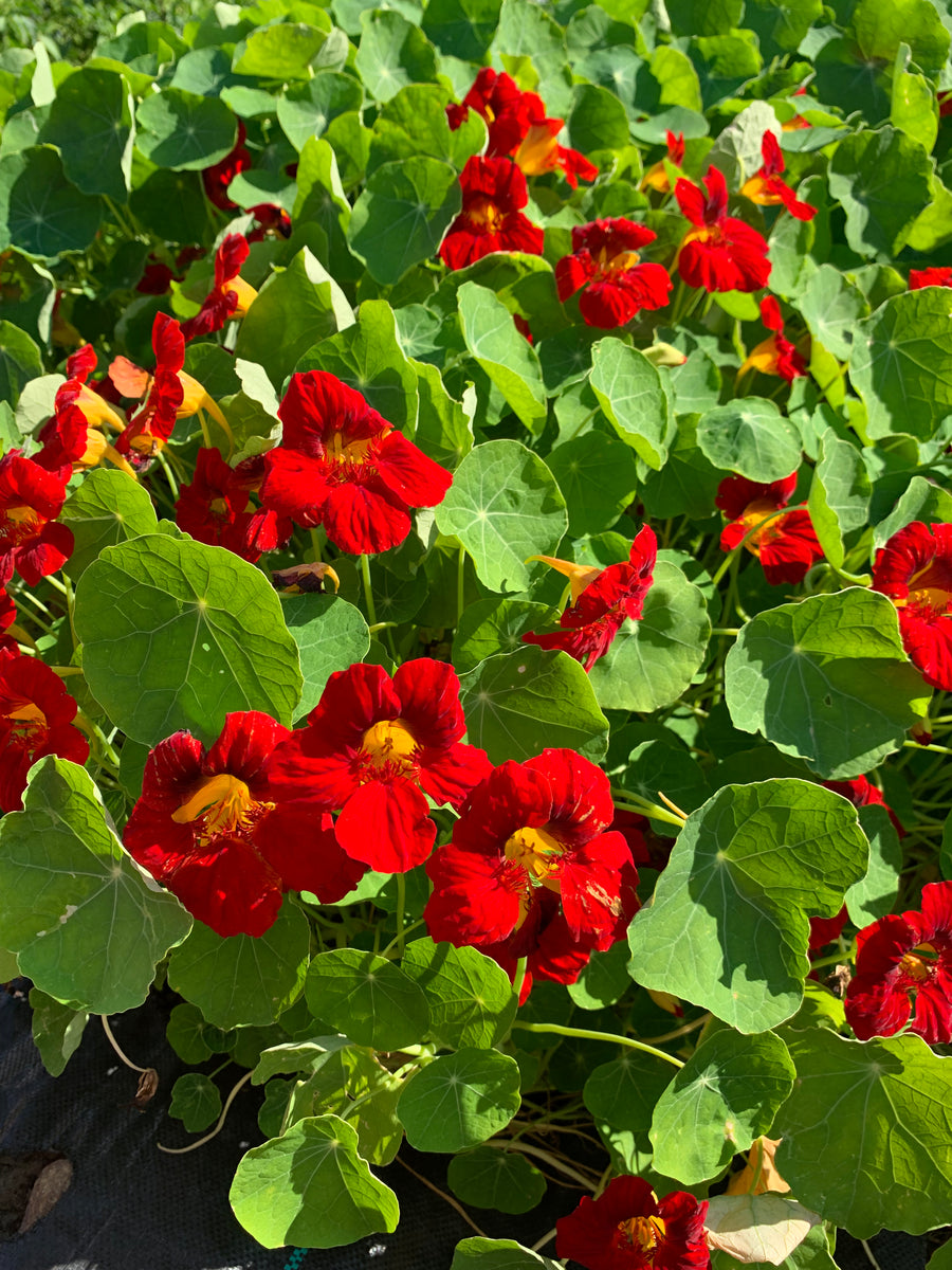 Capucine Empress of India bio - Semences biologiques - Semences du ...