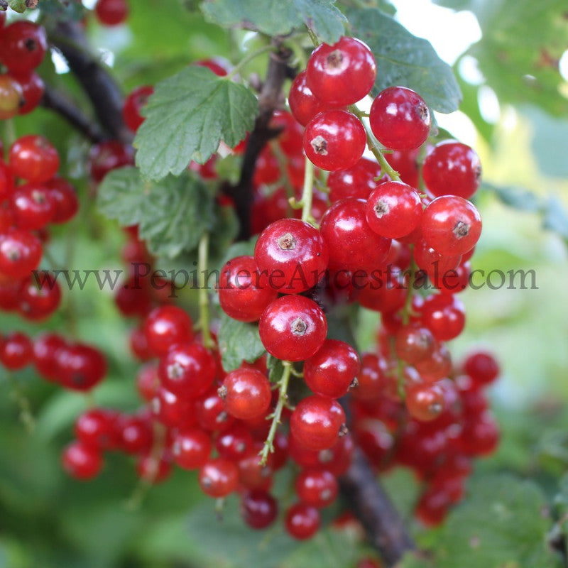 Gadelier Red Lake 1 à 2 ans Autofertile (Racine nue) - Semences du ...