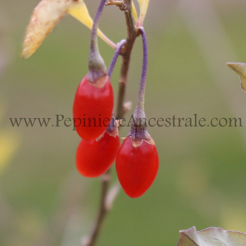 Goji Dynamite 1 à 2 ans (petit pot) Autofertile - Semences du Portage ...