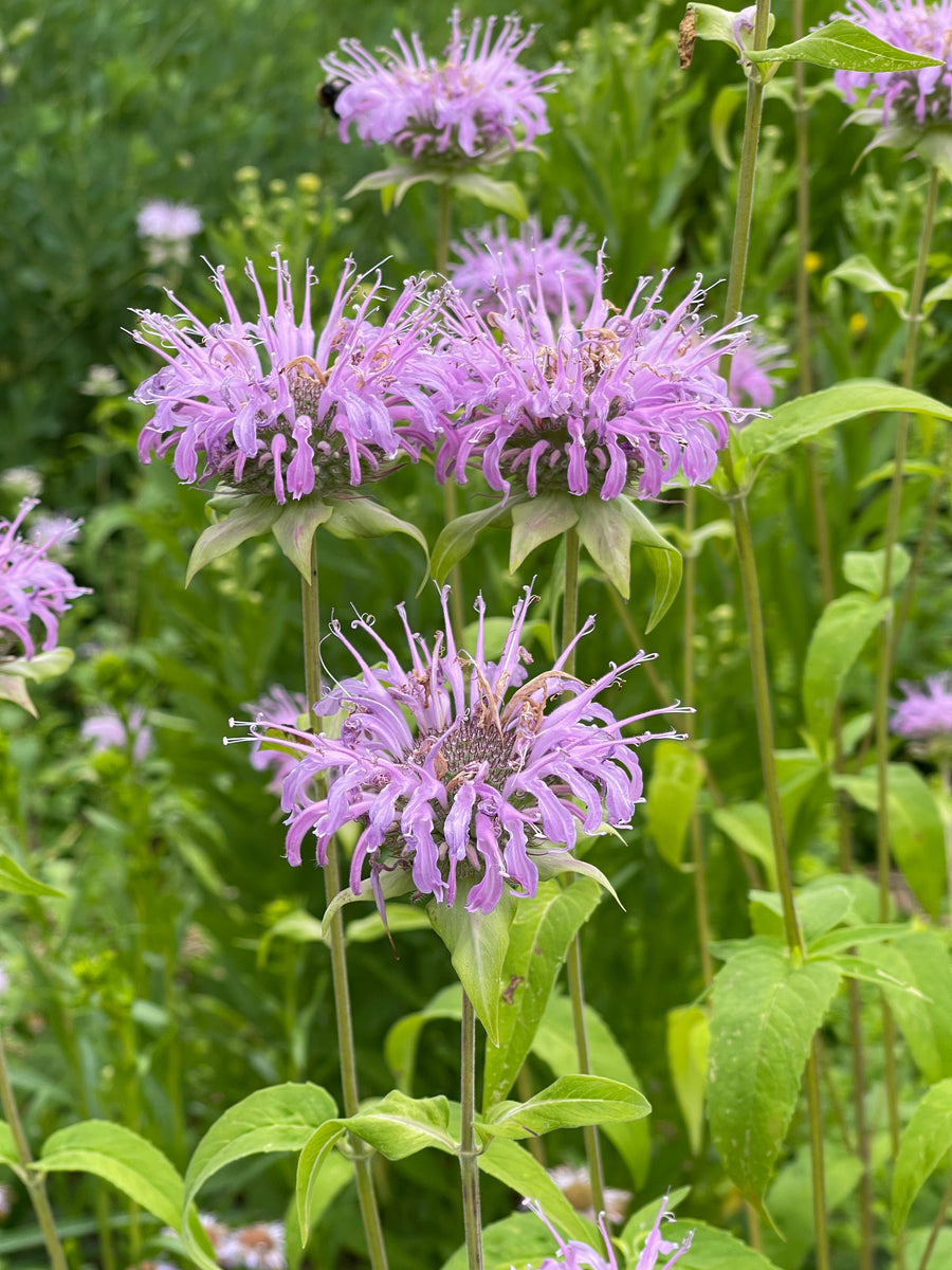 Monarde fistuleuse - Semences cultivées sans pesticides - Semences du ...