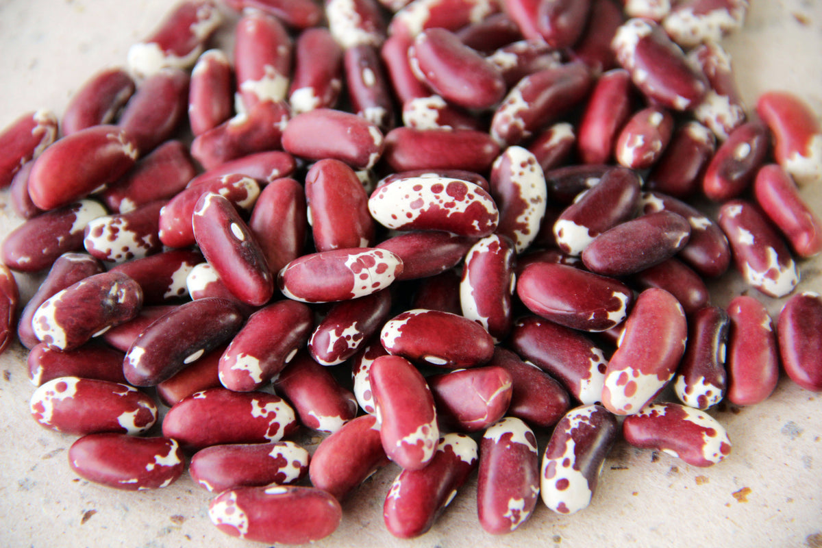 Haricot sec Jacob's Cattle - Semences cultivées sans pesticides ...