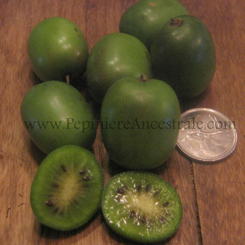 Kiwi Arguta Femelle Anna 1 an (petit pot) - Semences du Portage ...