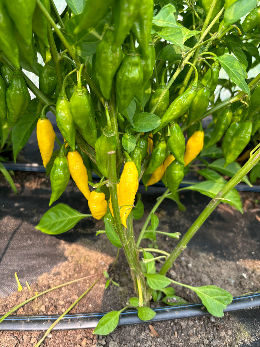 Piment Jaune Aji Lemon - Semences cultivées sans pesticides - Semences ...