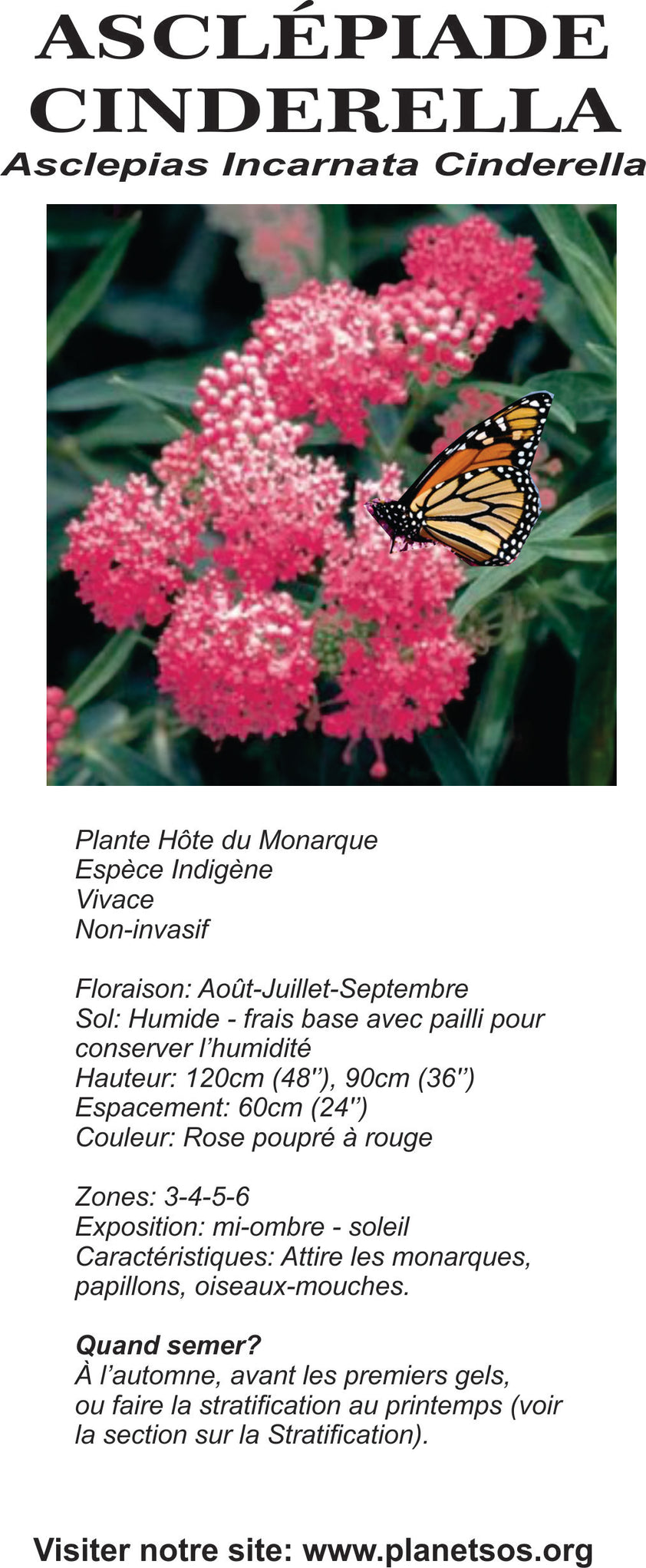 Asclépiade Cinderella - Semences cultivées sans pesticides - Semences ...