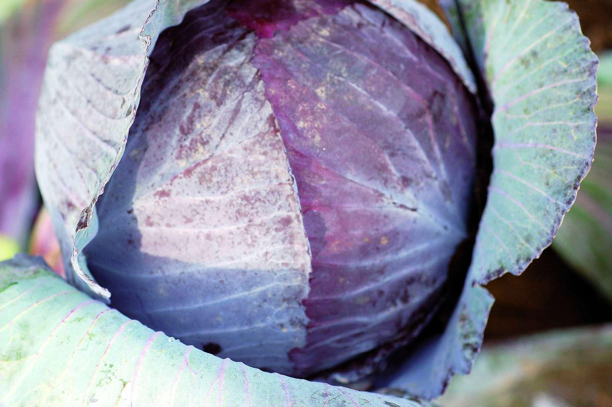 Chou rouge Amarant - Semences cultivées sans pesticides - Semences du ...