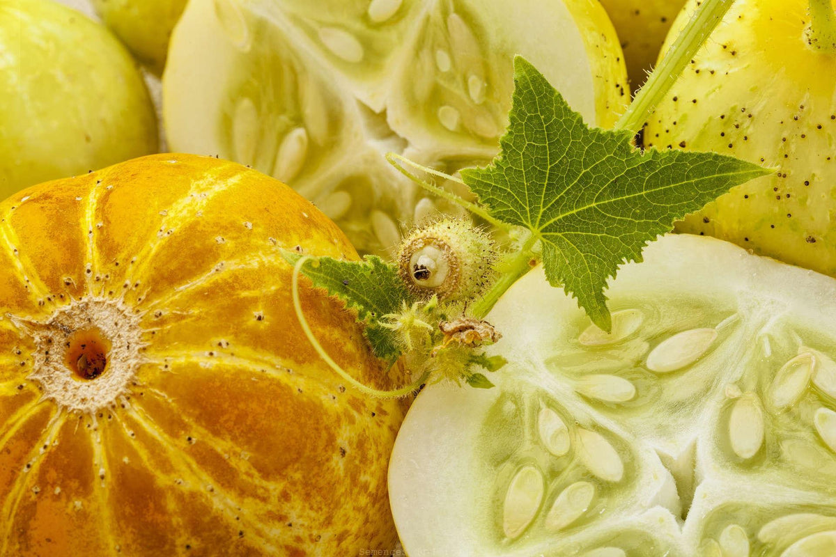 Concombre citron – Semences du Portage