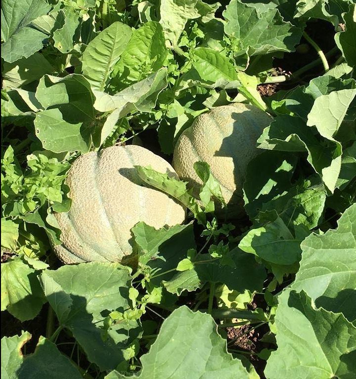 Melon brodé Oka - Semences cultivées sans pesticides - Semences du ...