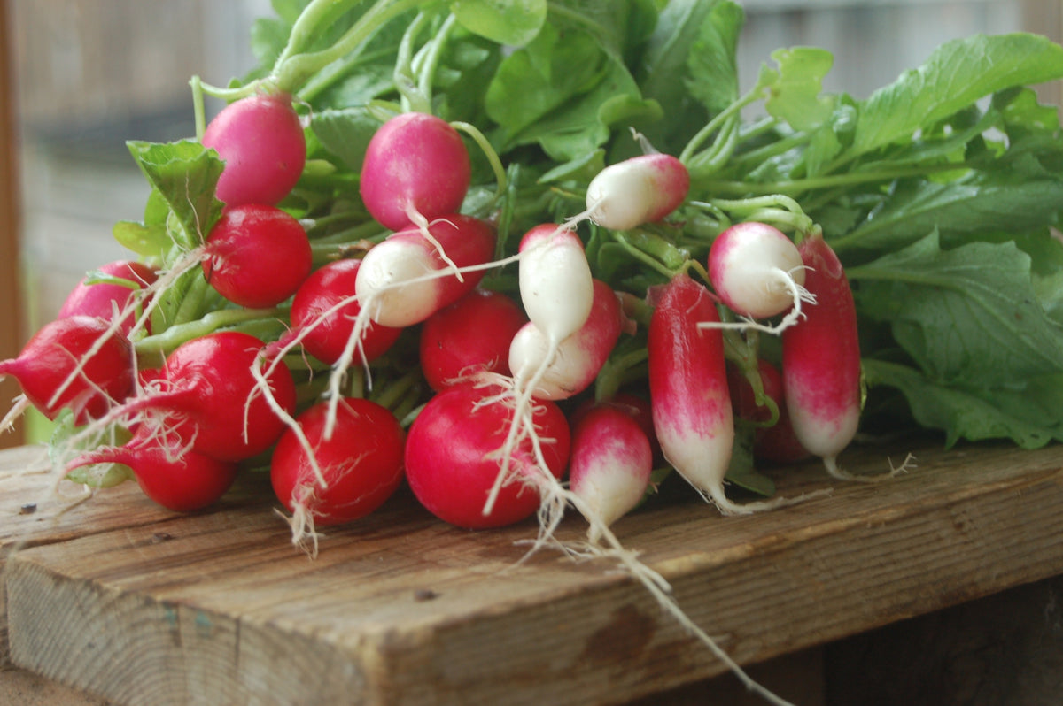 Radis en mélange - Semences cultivées sans pesticides - Semences du ...