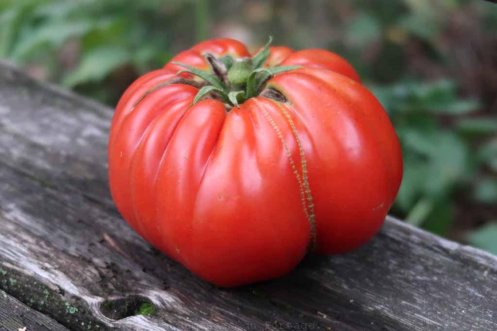 Tomate italienne Sicilian Saucer - Semences cultivées sans pesticides ...