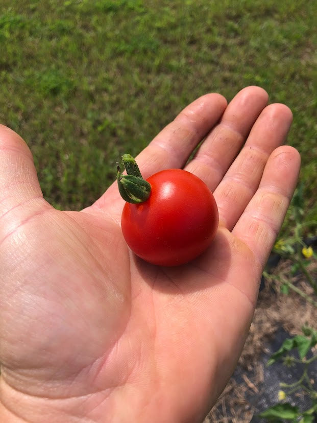 Tomate Stupice - Semences cultivées sans pesticides - Semences du ...